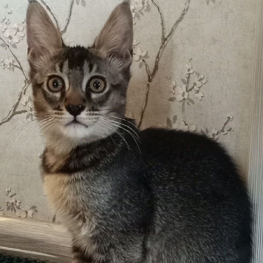Котята чаузи