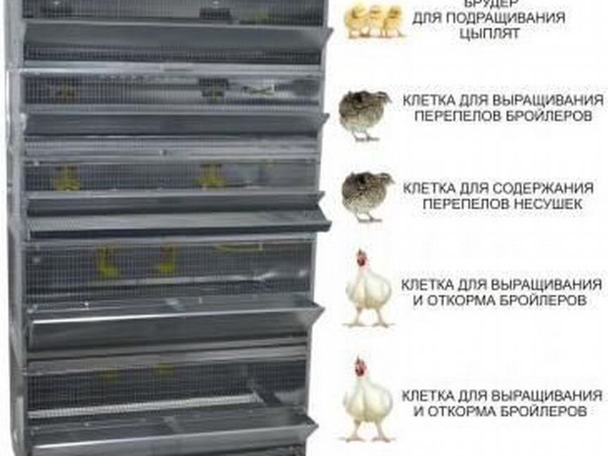 Ферма для кур и перепелов с брудером