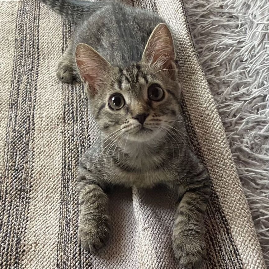 Просто милашка