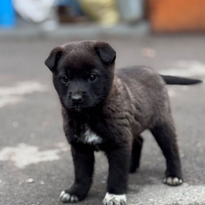 Щенки- будущие охранники