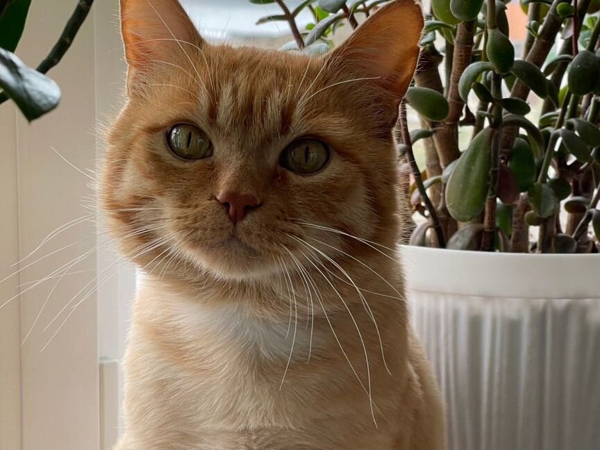 Котик в добрые руки