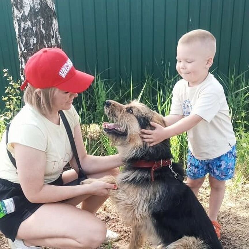 Собака в добрые руки