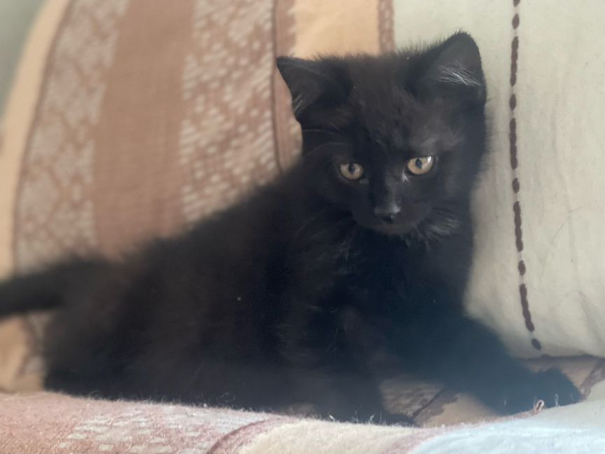 Чёрные, плюшевые котята в дар