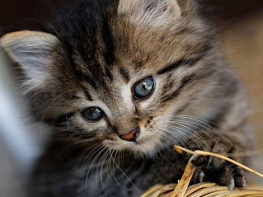 Очень красивые котятки, бесплатно