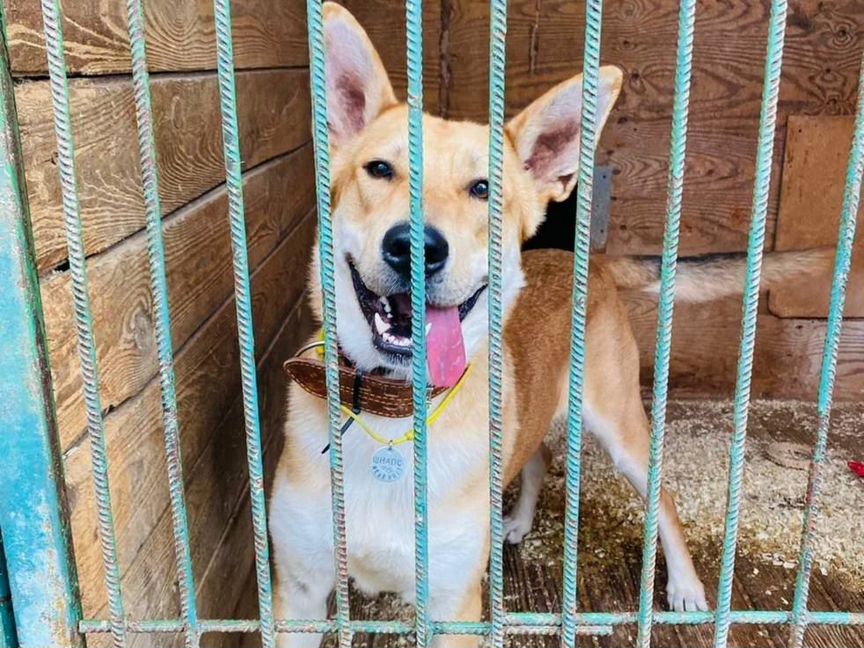 Собаку бросили в приюте