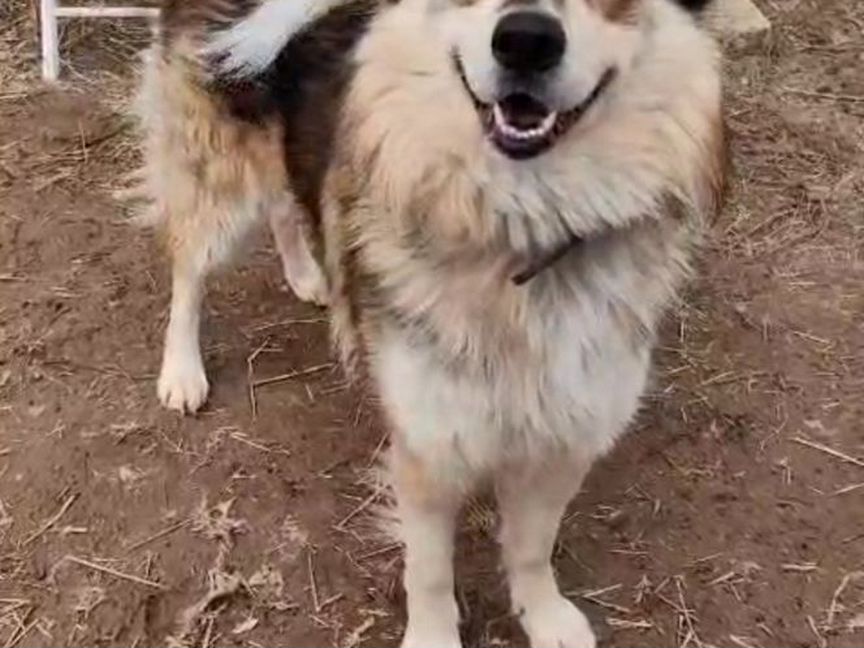 Собака Утоноган в добрые руки