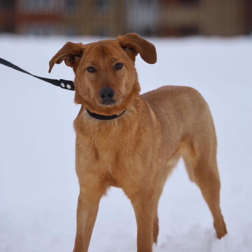 Собаки бесплатно