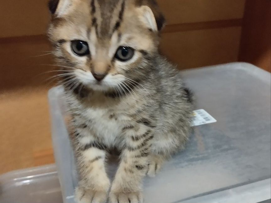 Котята от шотландской кошки