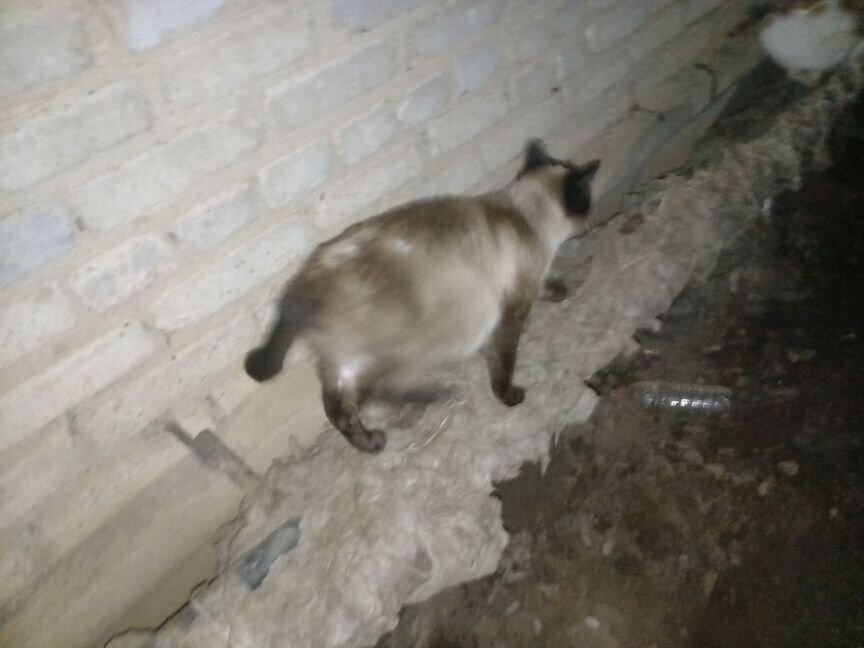 Кошка