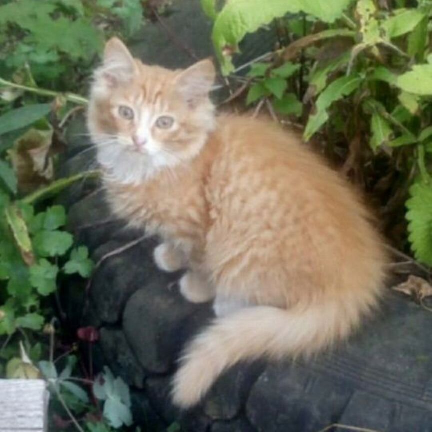 Рыжий котенок