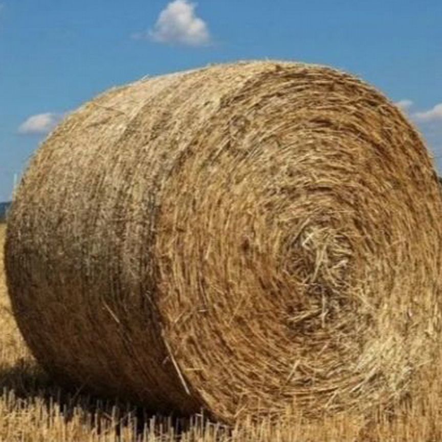 Продаю сено-люцерны, второй укос