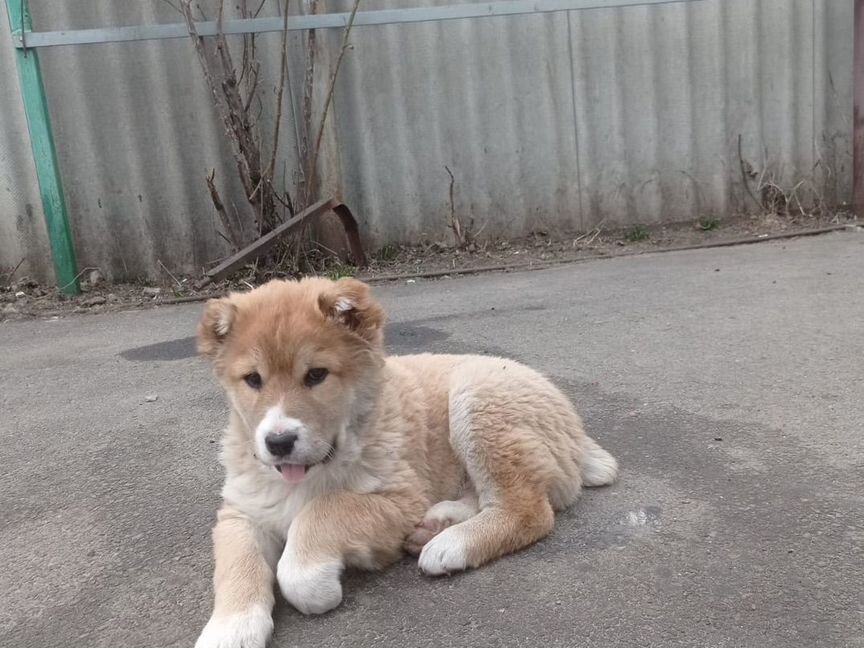 Щенок алабая 2мес