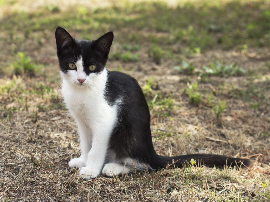 Котенок