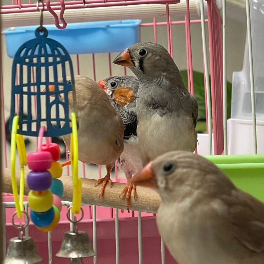 Тропические птицы - Амадины