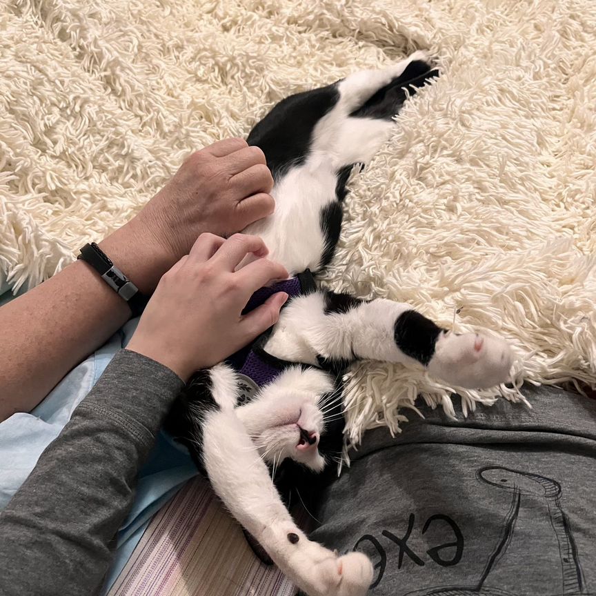 Кот из рекламы Феликс