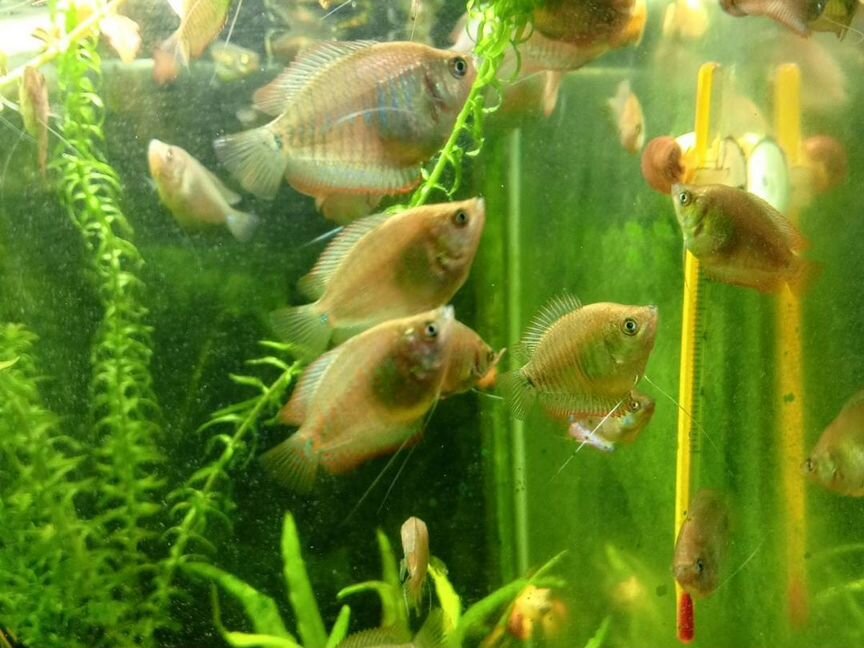 Продам подростков лялиуса