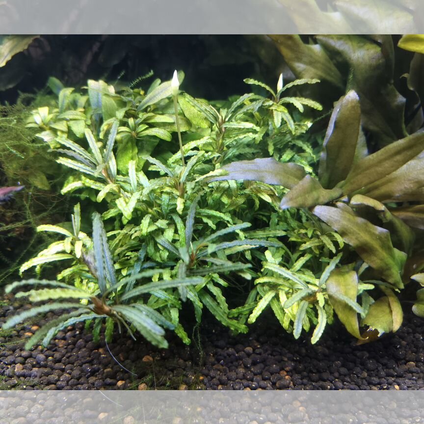 Буцефаландры