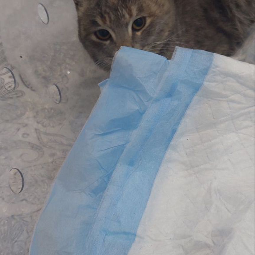 Кошка ищет хозяина