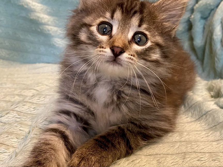 Очень классная хулиганка, девочка Одри