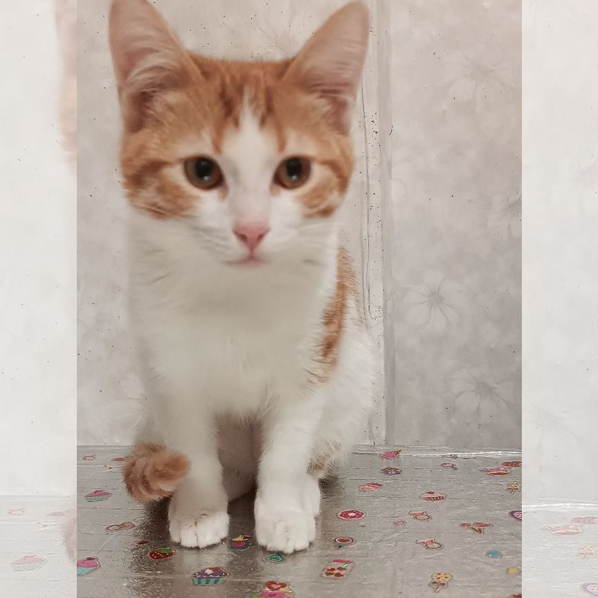 Ласковый котик