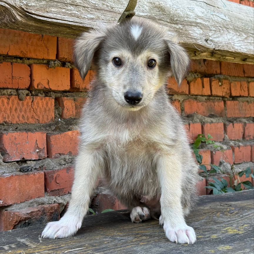 Щенки в добрые руки