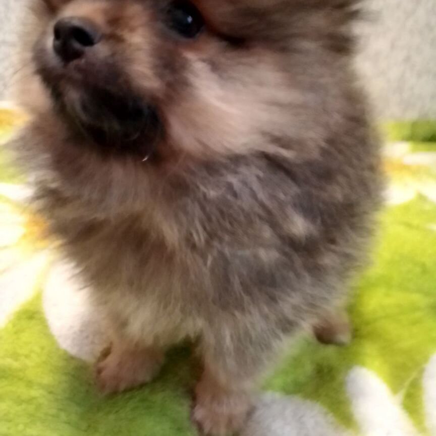 Померанский медвежонок шпиц