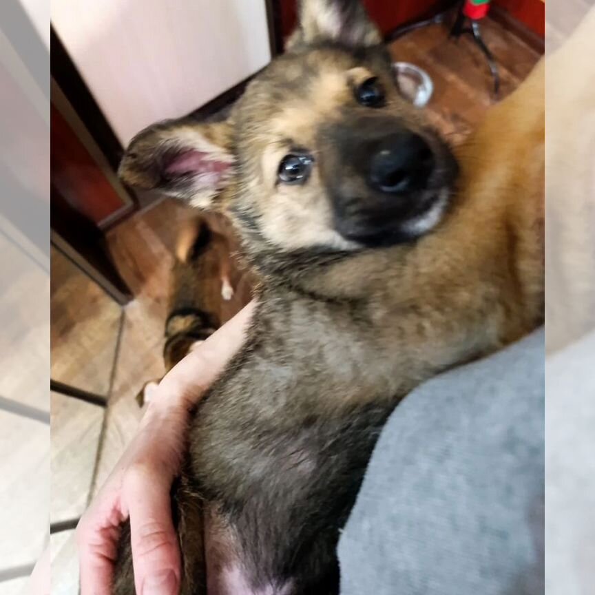 Щенок в добрые руки