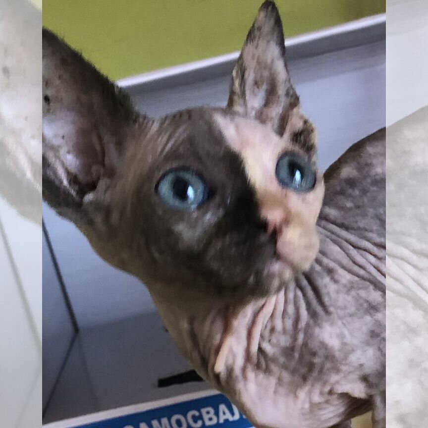 Девочка на коротких лапках Бамбино