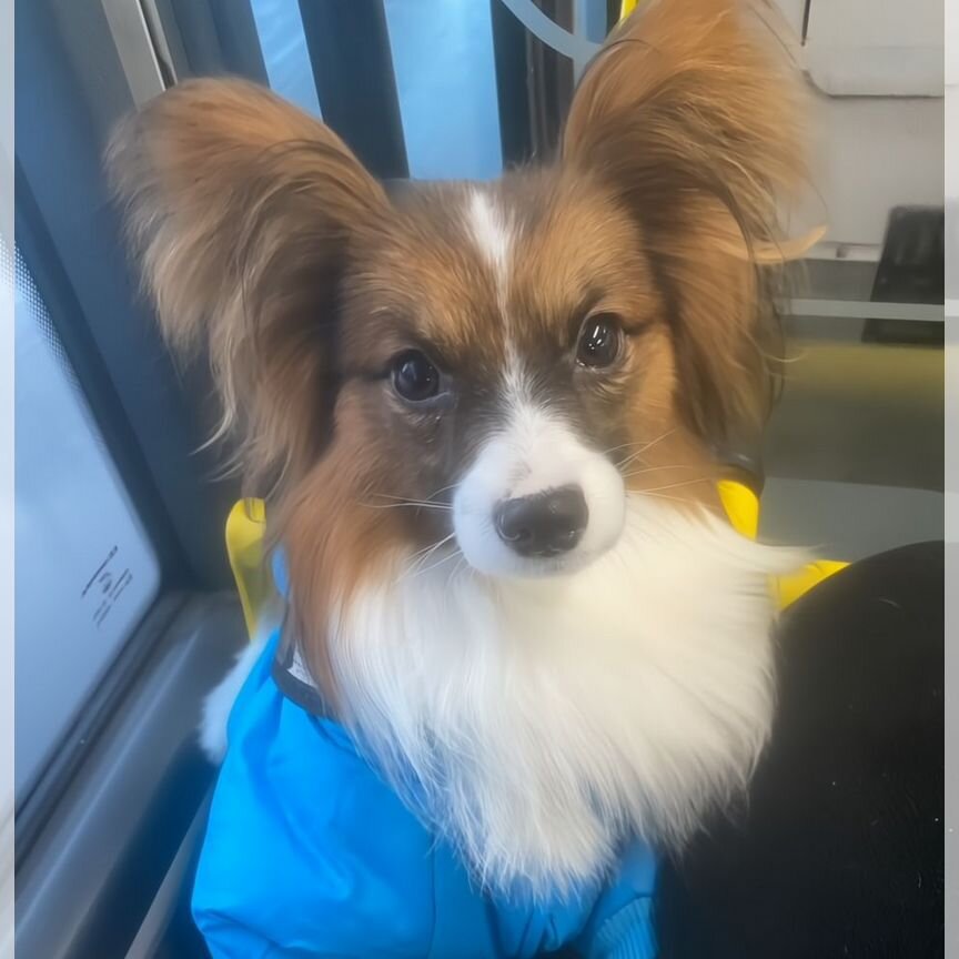 Континентальный той-спаниель папильон, взрослый пёс