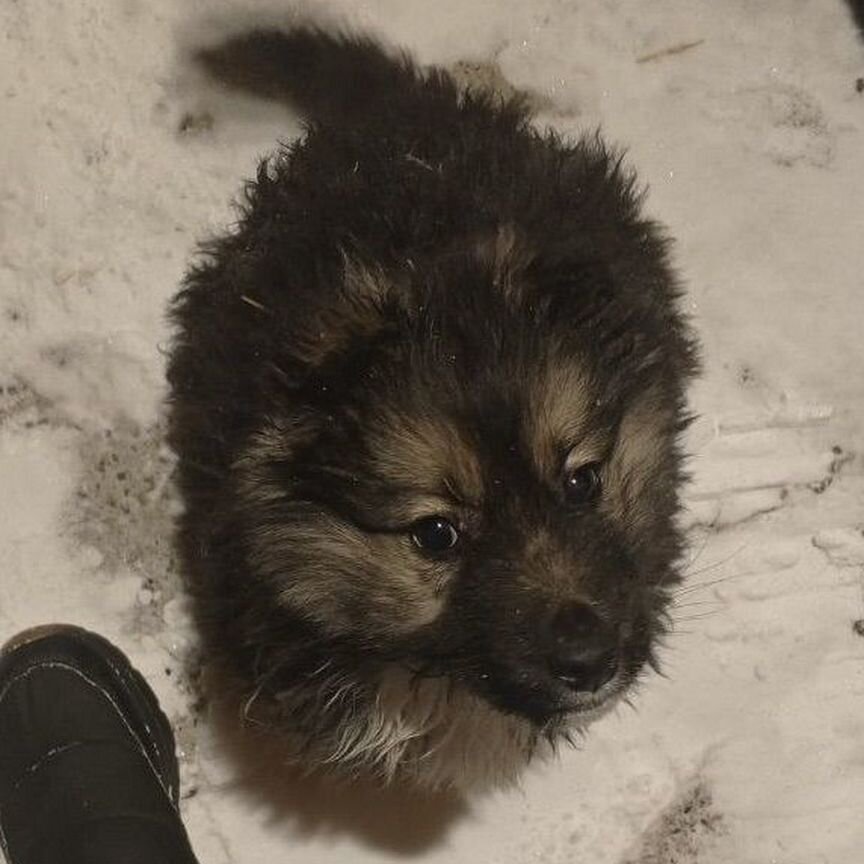 Немецкая овчарка, щенок