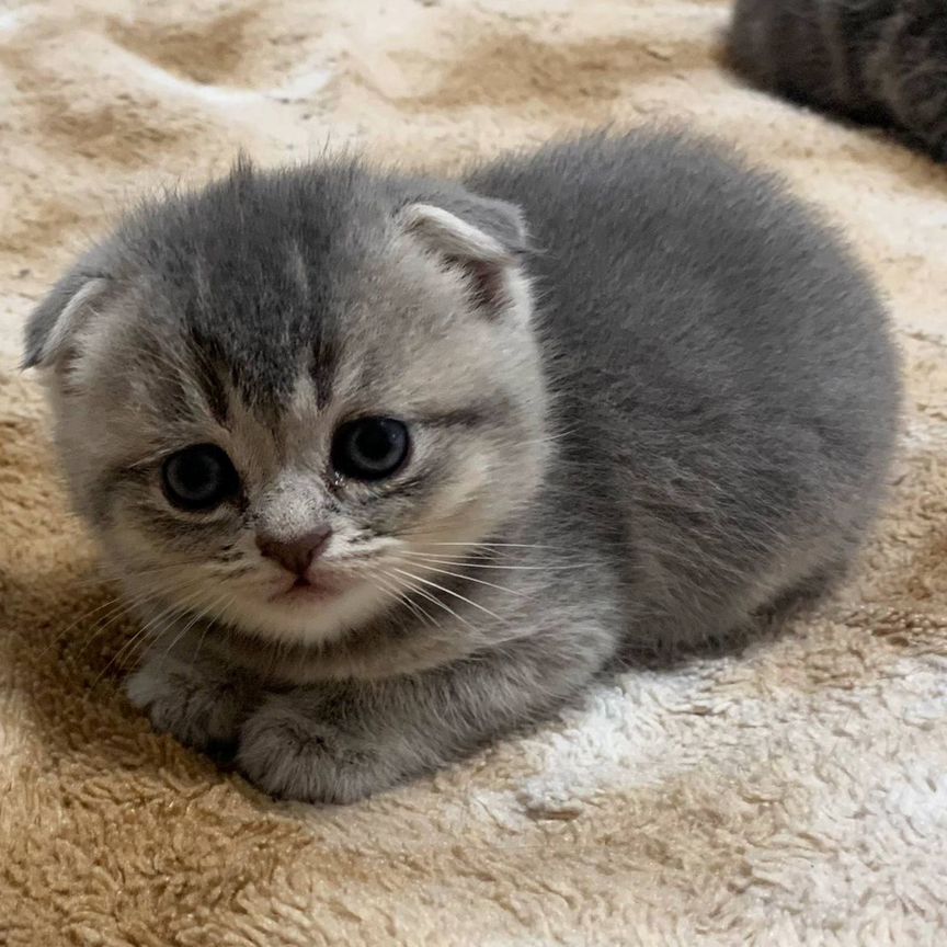 Шотландский вислоухий короткошёрстный котёнок