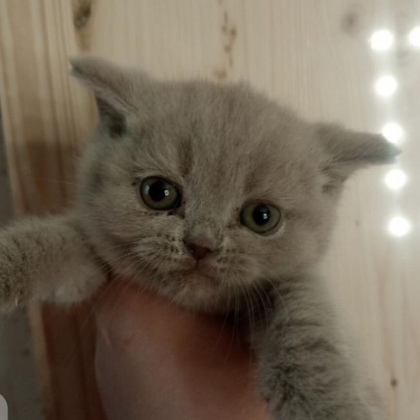 Продам котёнка