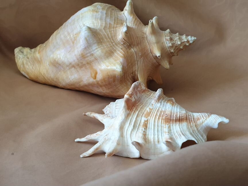 Ракушка рапан