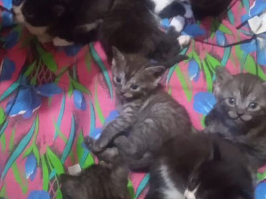 Котята в добрые руки бесплатно