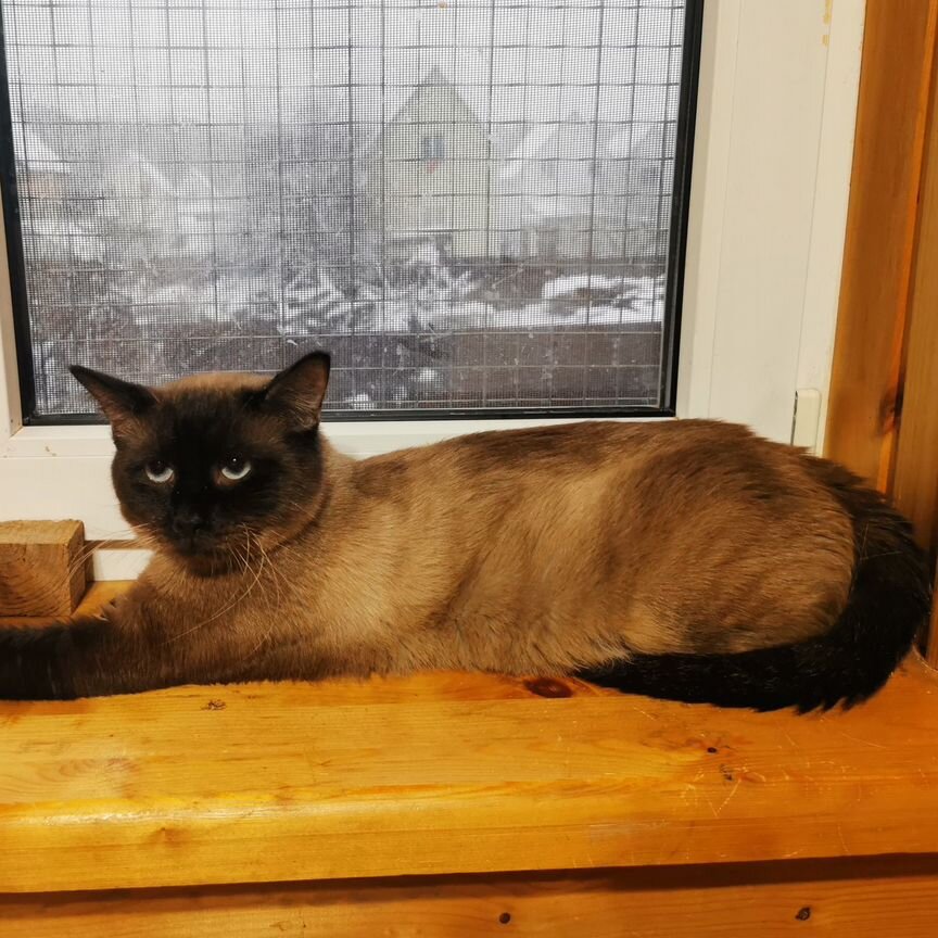 Ален Де Лон Сиамский кот