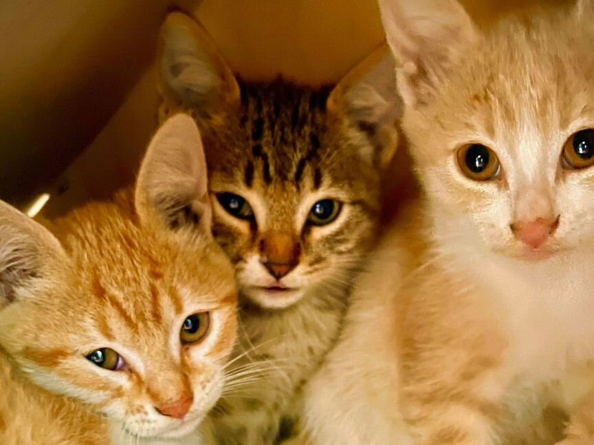 Котята ищут дом