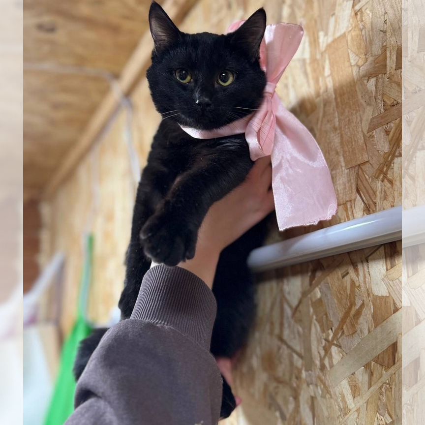 Взрослый кот в добрые руки