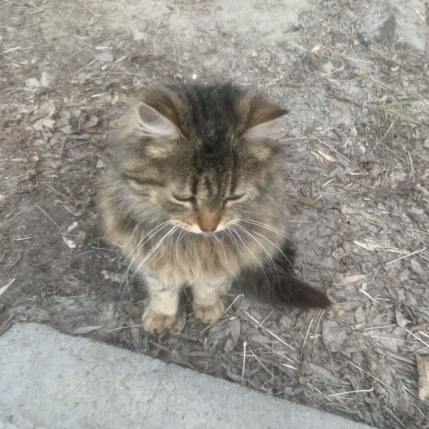 Котики бесплатно