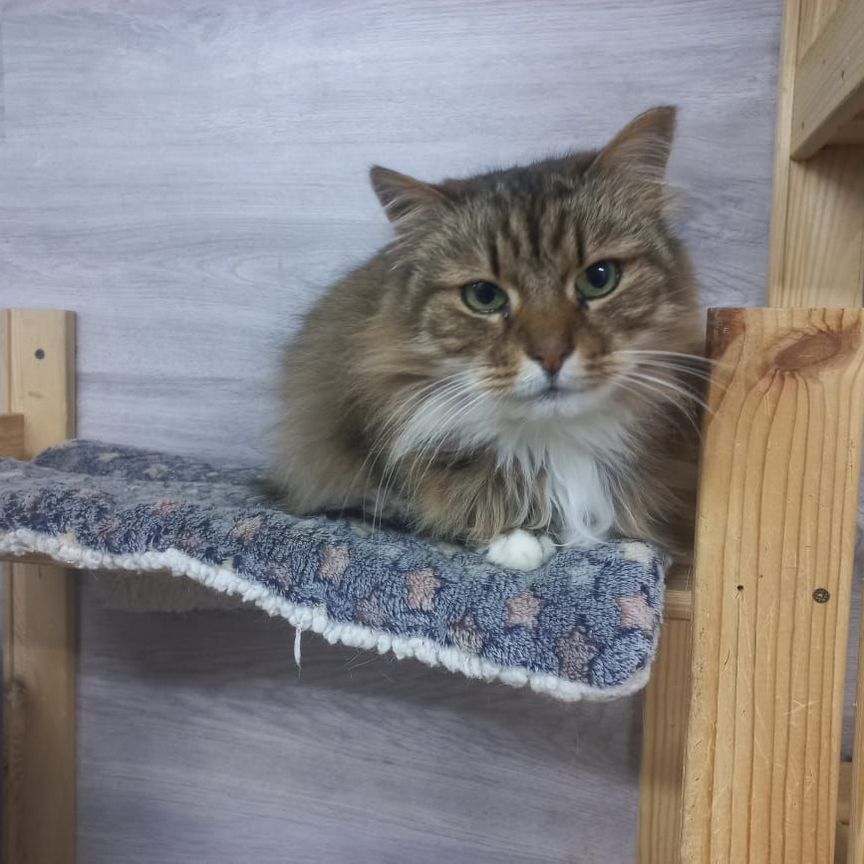 Котики нуждаются в передержках