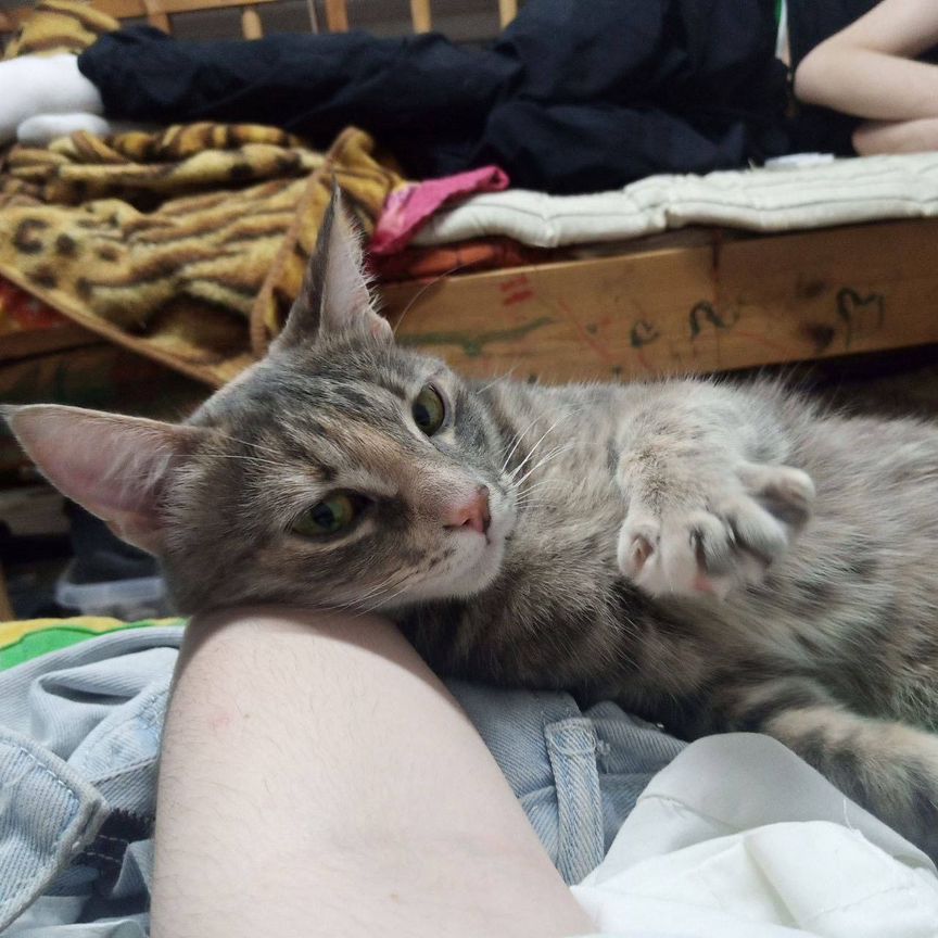 Кошечка Европейская