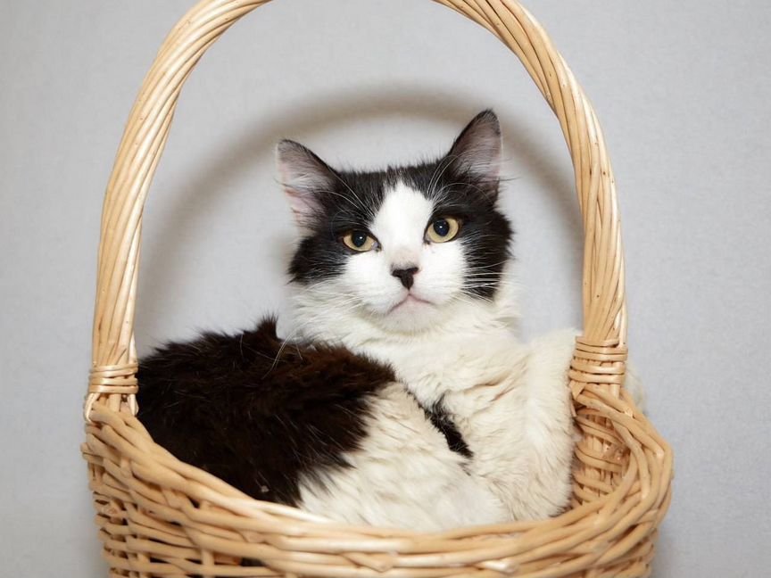 Котик сибирячек - добрячок ищет дом в дар