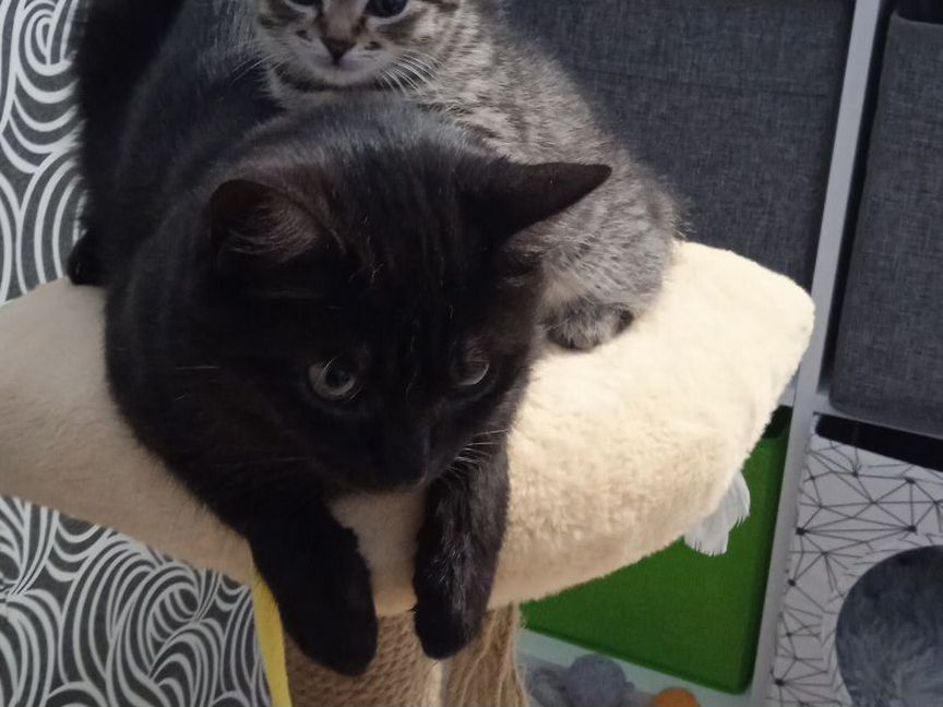 Котенок девочка Шуня