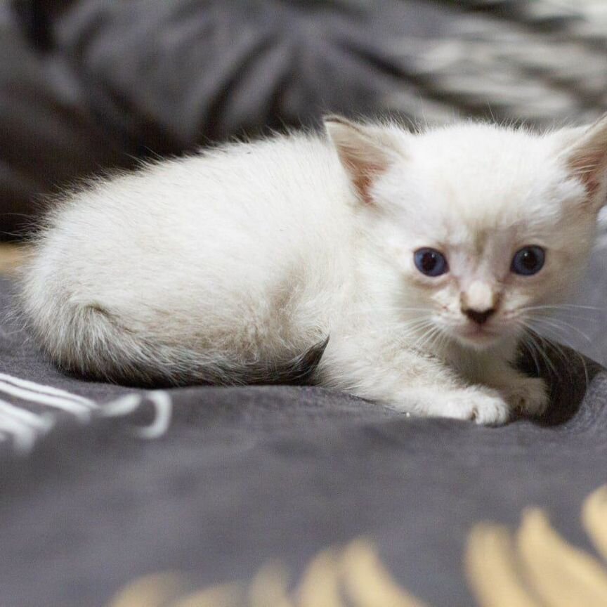 Отдам котят