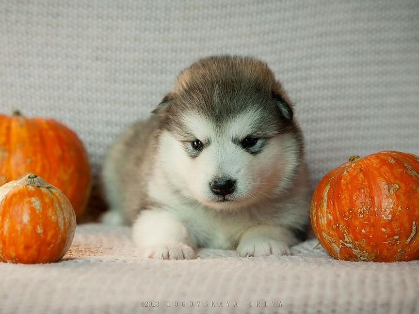 Аляскинский маламут