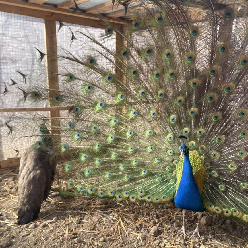 Павлины индийские