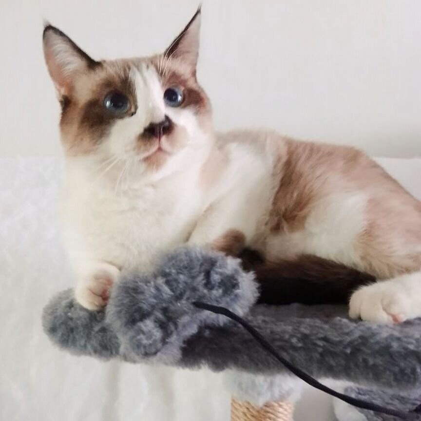 Котик метис в ответственные руки