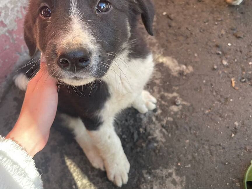 Собака в добрые руки отдам бесплатно