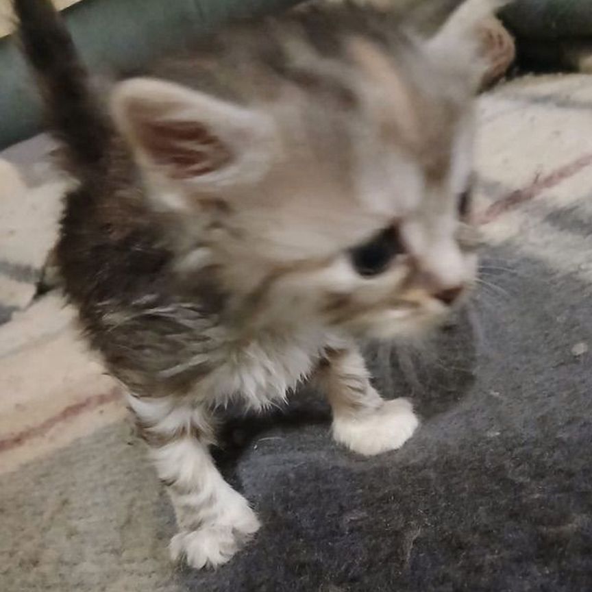 Отдам котят в добрые руки