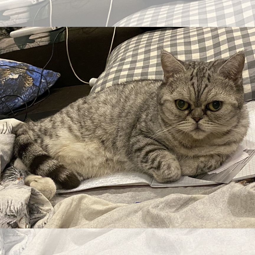 Вязка кошки