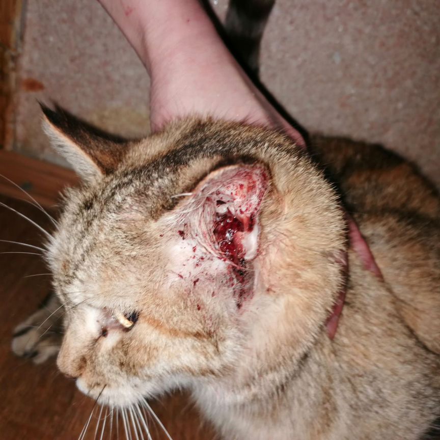 Бездомная кошечка ищет дом